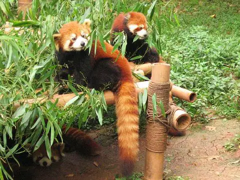 Red panda - New World Encyclopedia
