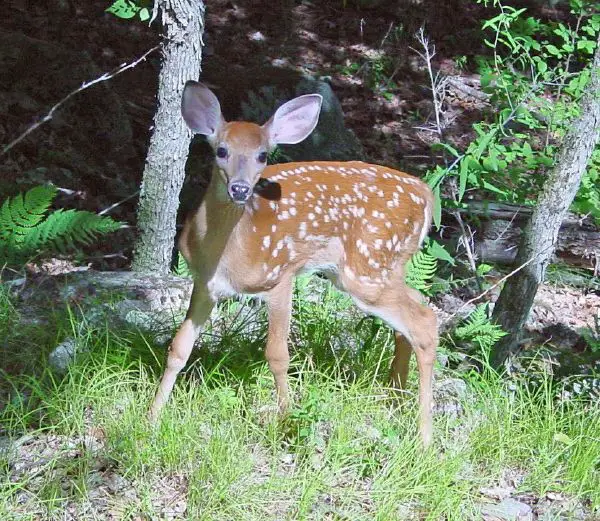 Deer - New World Encyclopedia