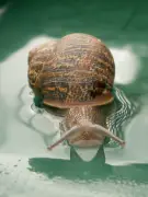 Snail - New World Encyclopedia