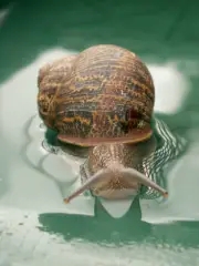 Snail - New World Encyclopedia