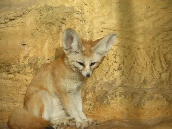Canidae - New World Encyclopedia