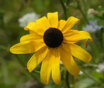 Daisy - New World Encyclopedia