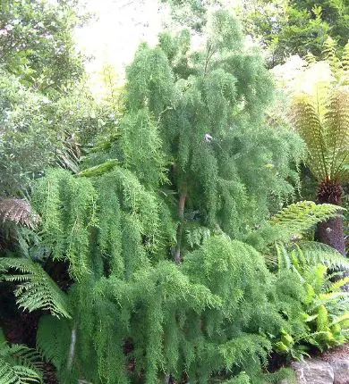 Tasmania - New World Encyclopedia