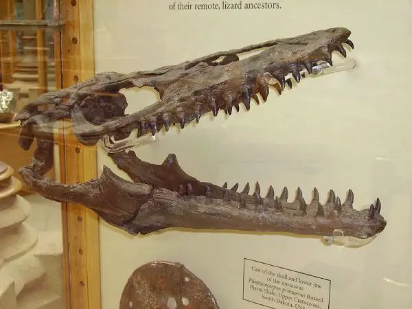 Mosasaur - New World Encyclopedia