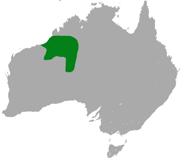 Marsupial mole - New World Encyclopedia