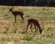 Impala - New World Encyclopedia