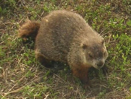 Groundhog Day - New World Encyclopedia