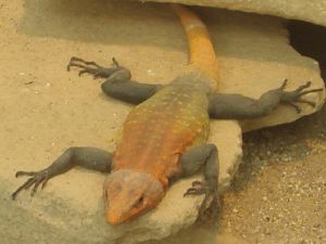 Lizard - New World Encyclopedia