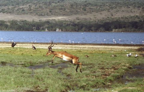Impala - New World Encyclopedia