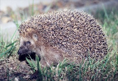 Hedgehog - New World Encyclopedia