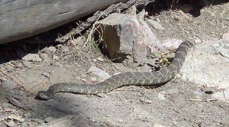 Rattlesnake - New World Encyclopedia