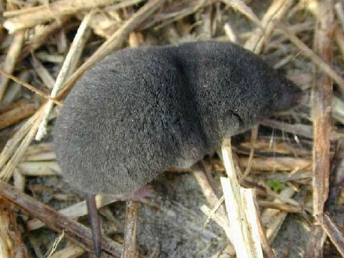 Shrew - New World Encyclopedia