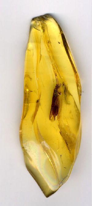 Dinosaur - New World Encyclopedia