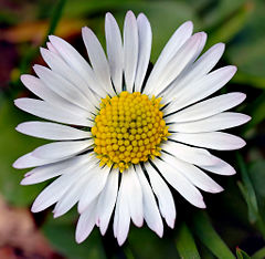 Daisy - New World Encyclopedia