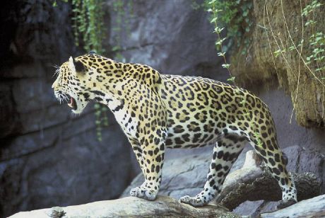 Jaguar - New World Encyclopedia