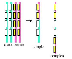 Genetic recombination - New World Encyclopedia