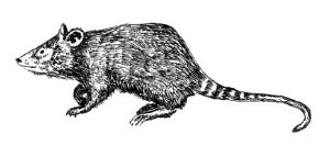 Shrew opossum - New World Encyclopedia