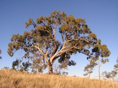 Eucalyptus - New World Encyclopedia
