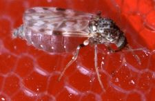 Midge - New World Encyclopedia