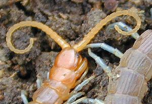 Centipede - New World Encyclopedia