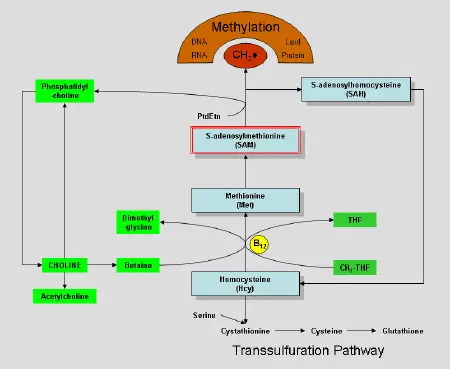 Choline - New World Encyclopedia