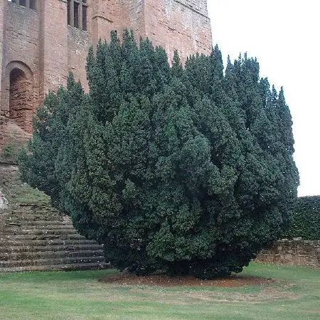 Conifer - New World Encyclopedia