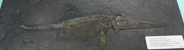Ichthyosaur - New World Encyclopedia