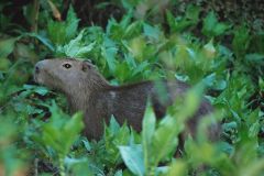 Capybara - New World Encyclopedia