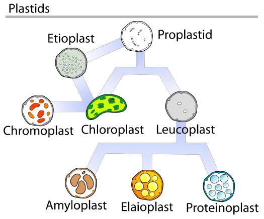 Plastid - New World Encyclopedia