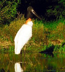 Bird - New World Encyclopedia