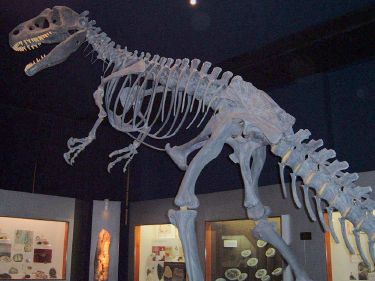 Allosaurus - New World Encyclopedia
