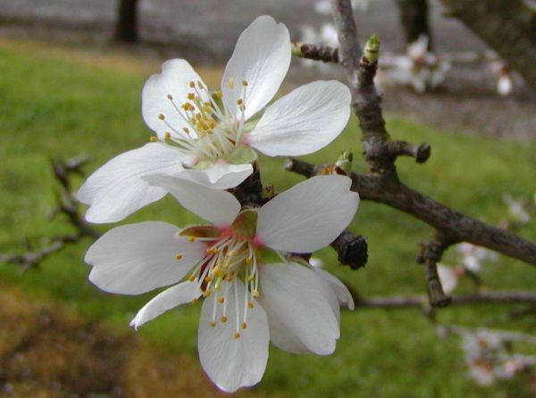Almond - New World Encyclopedia
