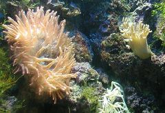 Sea anemone - New World Encyclopedia