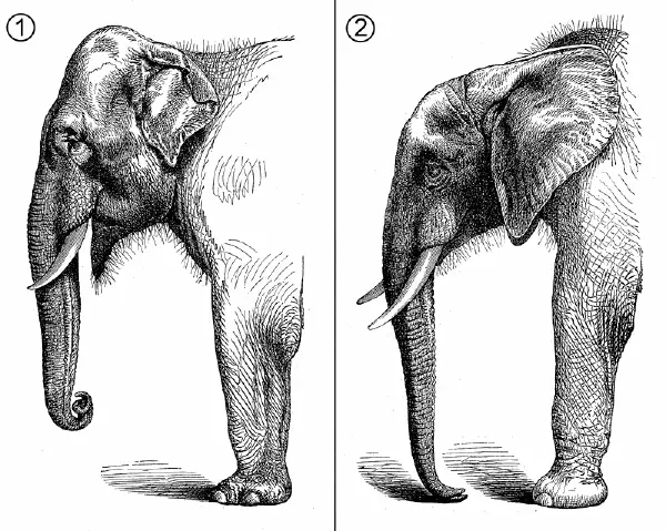 Elephant - New World Encyclopedia