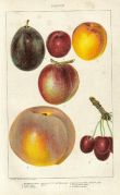 Drupe - New World Encyclopedia