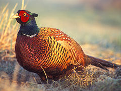 Pheasant - New World Encyclopedia
