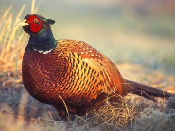 Pheasant - New World Encyclopedia