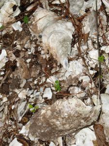 Midden - New World Encyclopedia