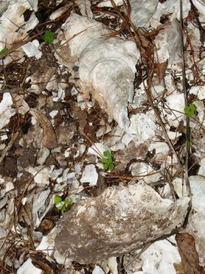 Midden - New World Encyclopedia