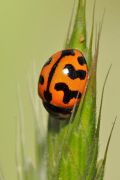 Coccinellidae - New World Encyclopedia