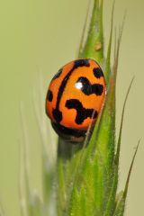 Coccinellidae - New World Encyclopedia
