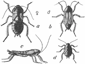 Cockroach - New World Encyclopedia