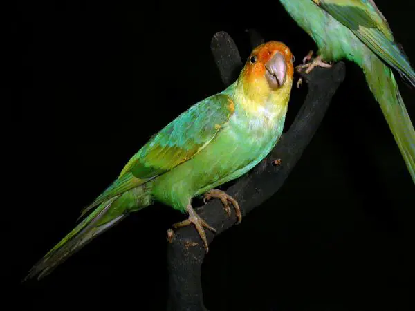 Parrot - New World Encyclopedia