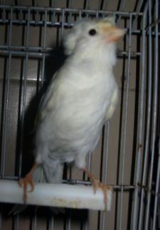 Canary - New World Encyclopedia