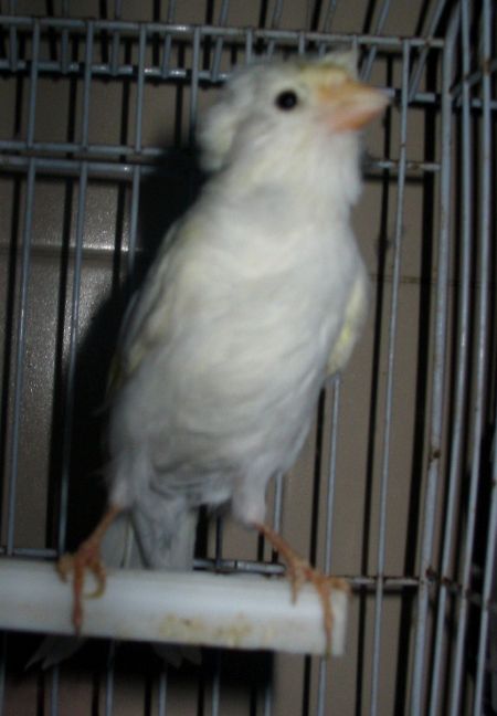 Canary - New World Encyclopedia