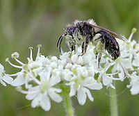 Hymenoptera - New World Encyclopedia