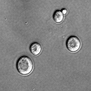 Yeast - New World Encyclopedia