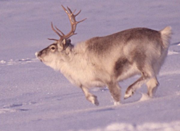Deer - New World Encyclopedia