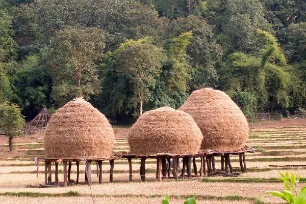 Hay - New World Encyclopedia