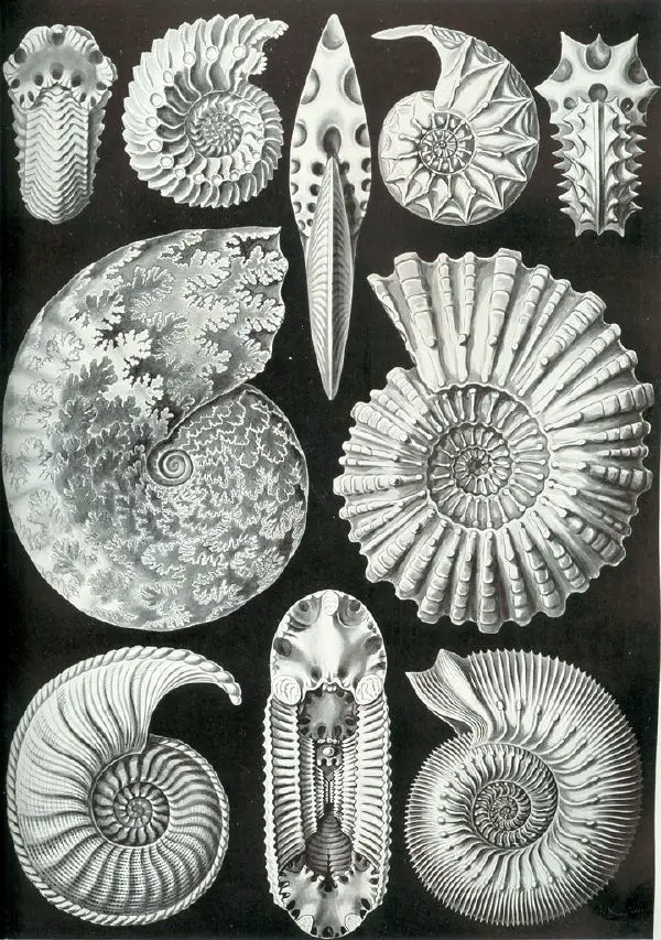 Ammonoid - New World Encyclopedia